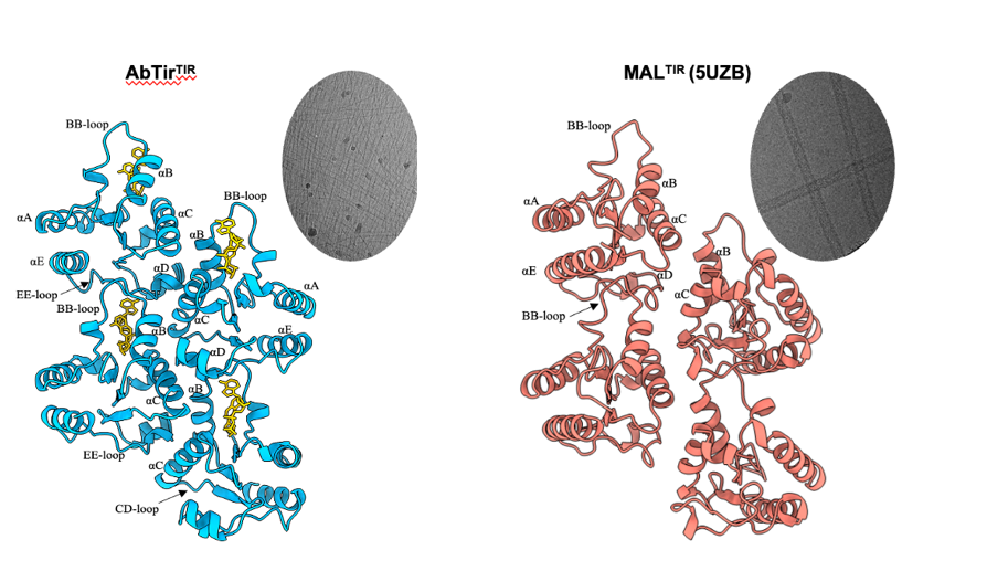 Publication from CMM's TEM Cryo-ARM300. Cyclic ADP ribose isomers: Production, chemical ...